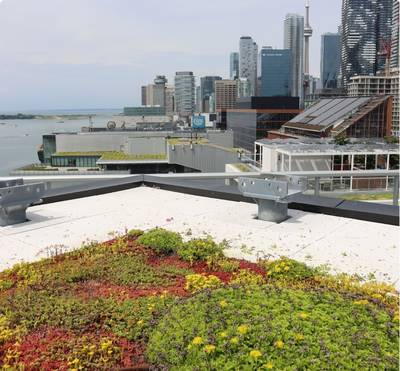 What Are Sedum Roofs?